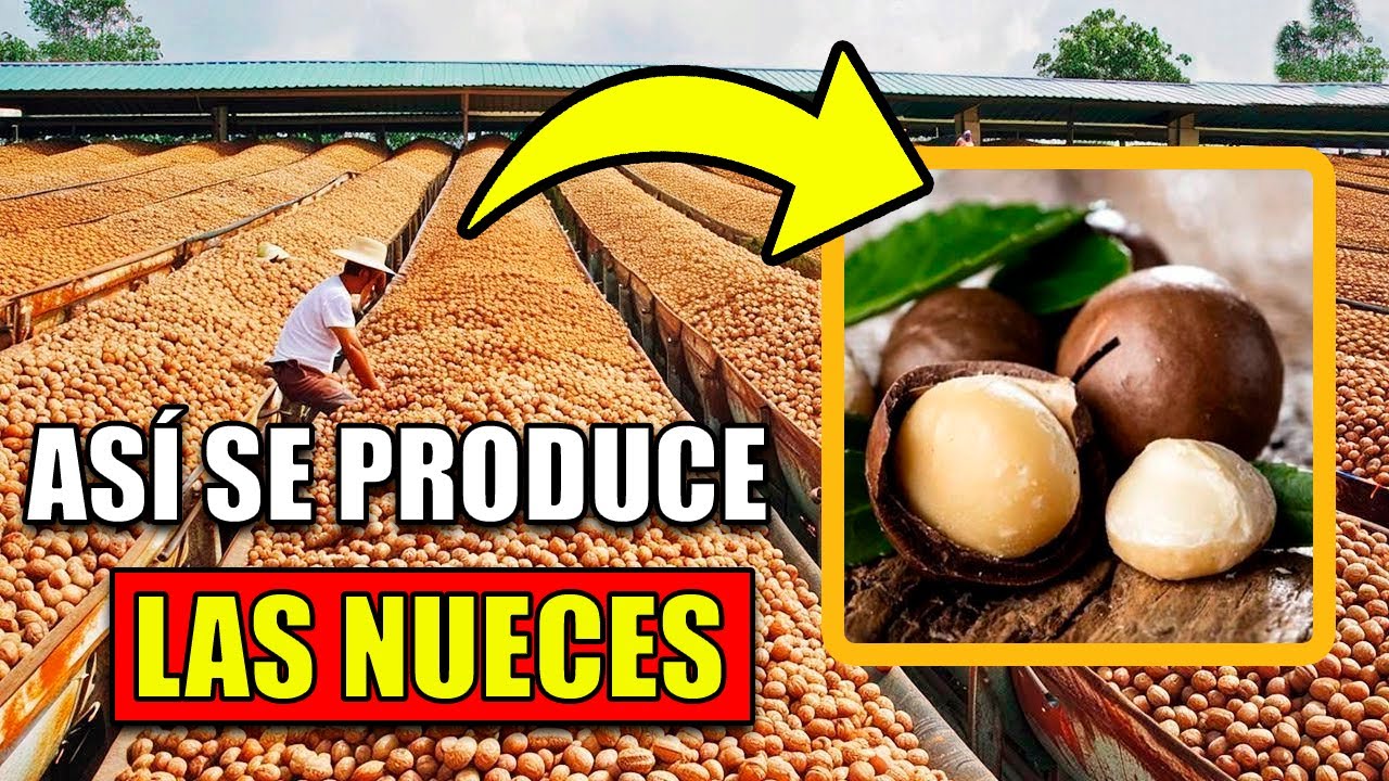 ASÍ se COSECHAN y PROCESAN las NUECES 🌰 | ¿Cómo se HACE el ACEITE de ...