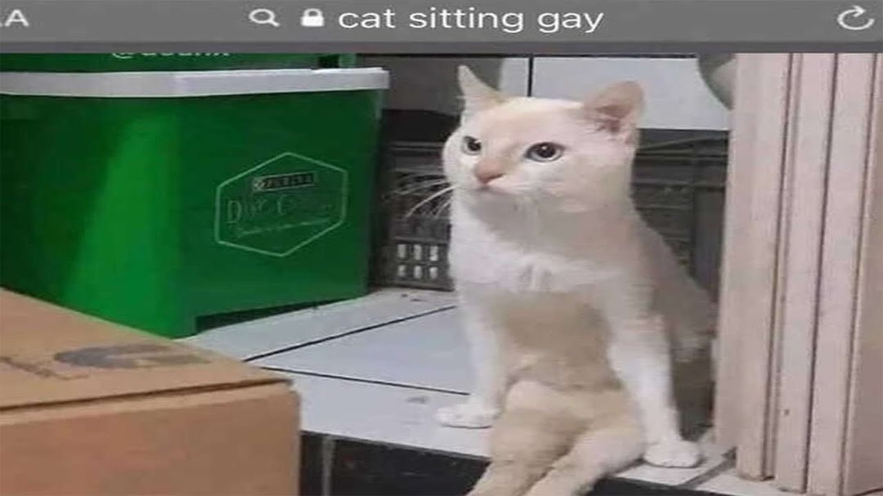 studying for AP rizz - YouTube