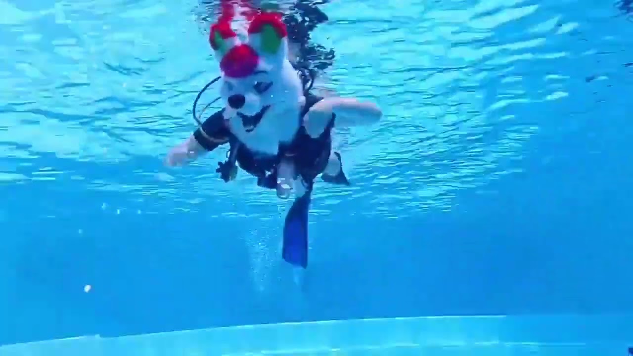 Scuba Diving Fursuit - YouTube