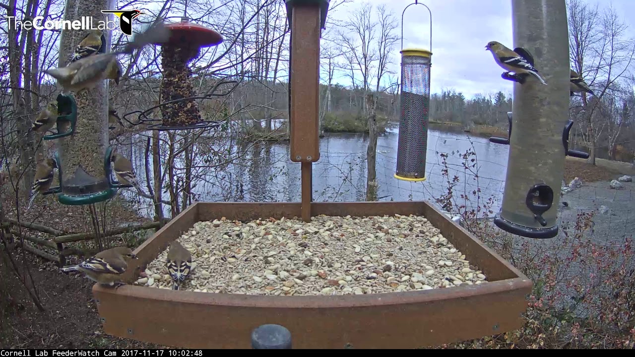 American Goldfinches Take Over Cornell Feeders – Nov. 17, 2017 - YouTube