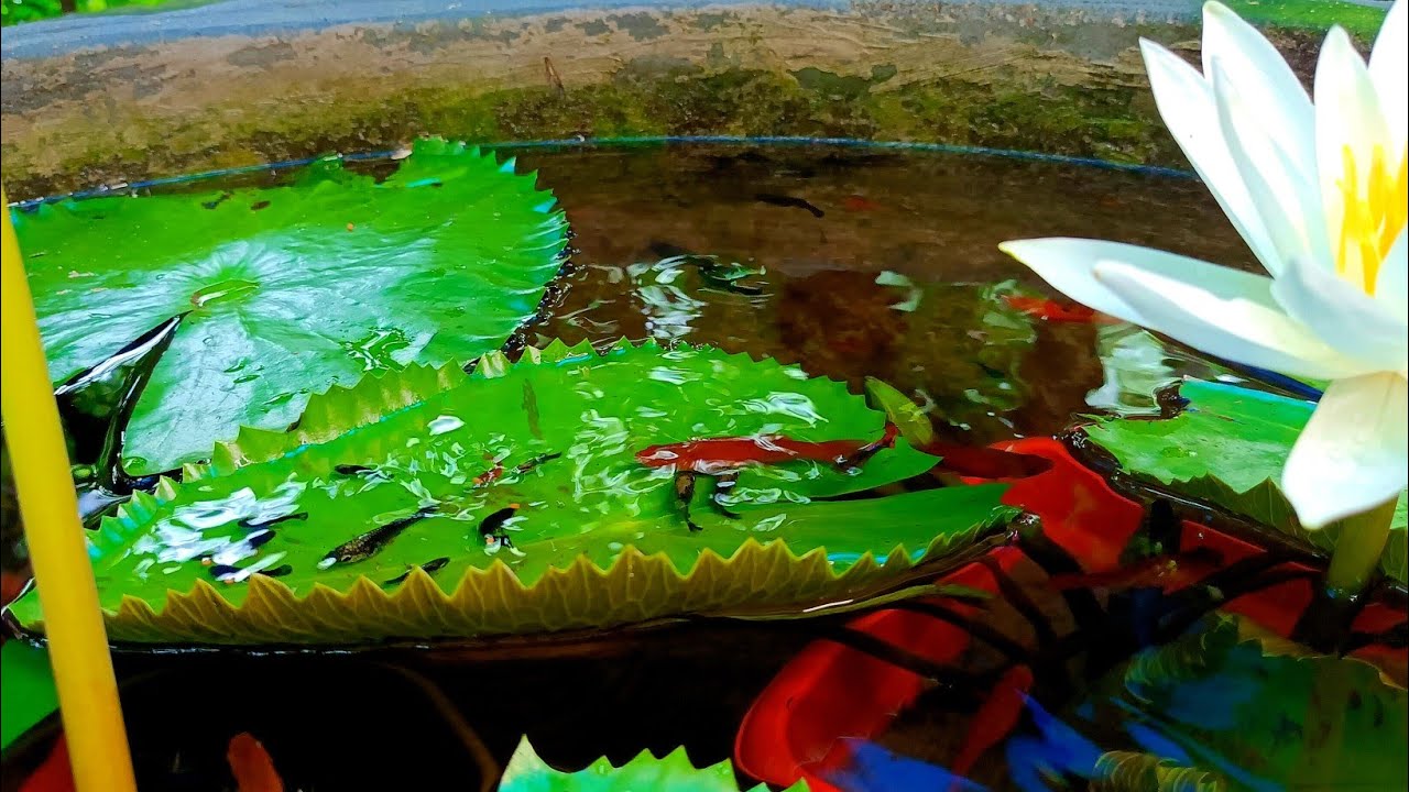 water lily fish pond || water lily - YouTube