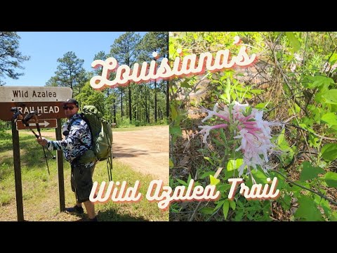 MY longest Trail To Date Louisiana Wild Azalea Trail - YouTube