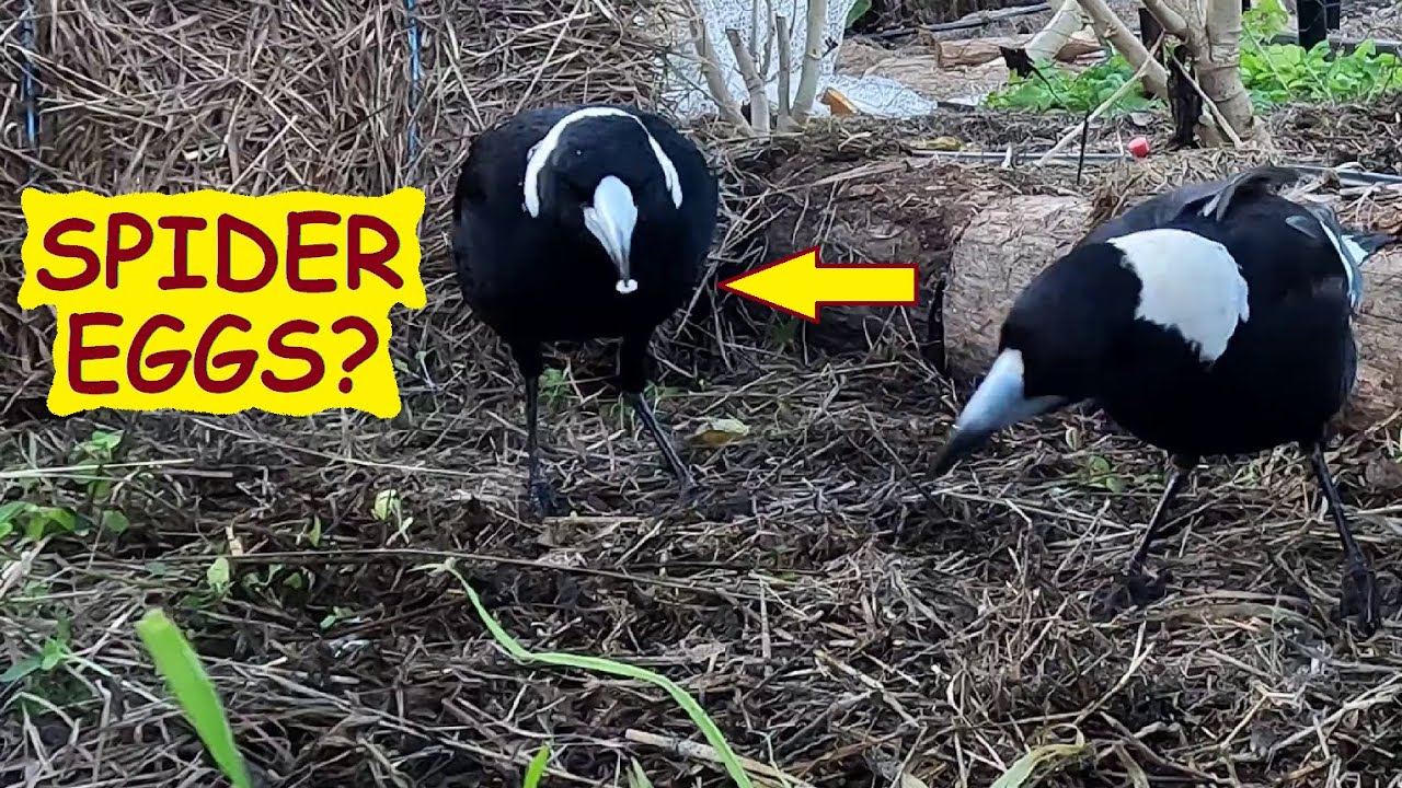 Quick visit for a feed as Australian magpies get bale and bolt ...