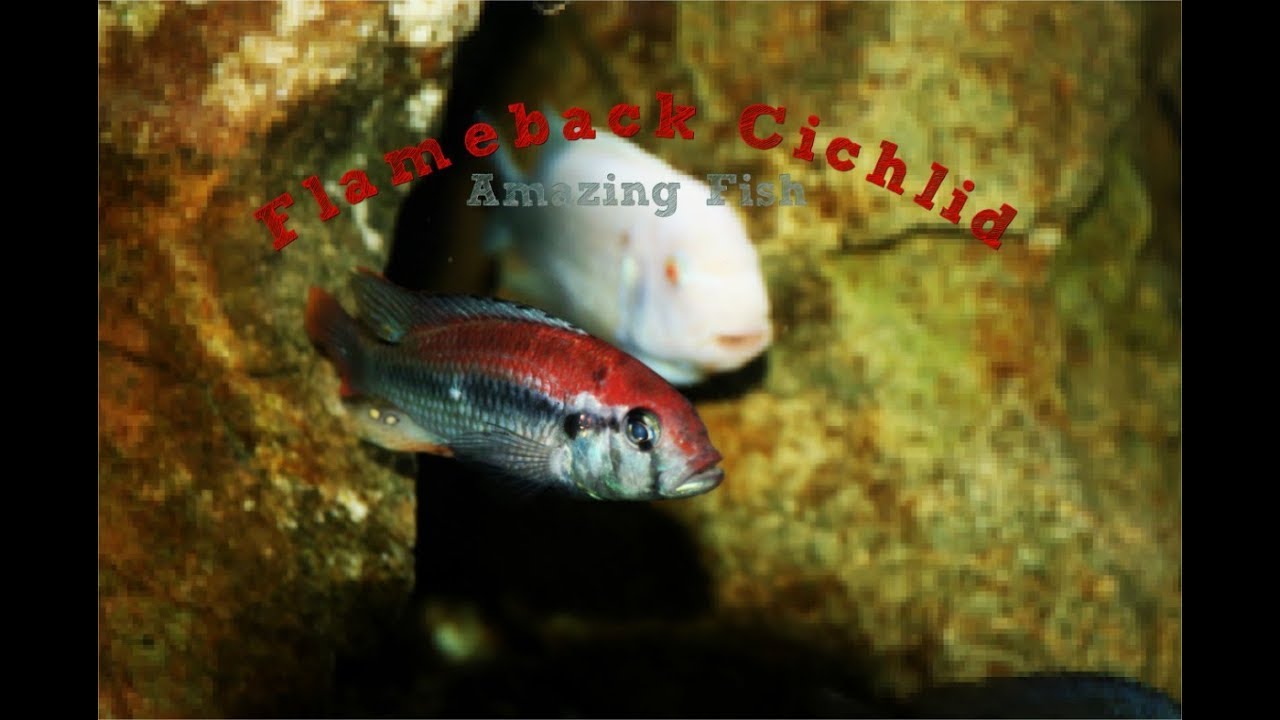 Flameback Cichlid: Amazing Fish - YouTube