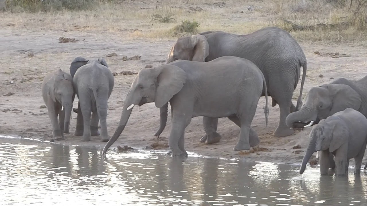 45 Elephants at the watering hole - YouTube