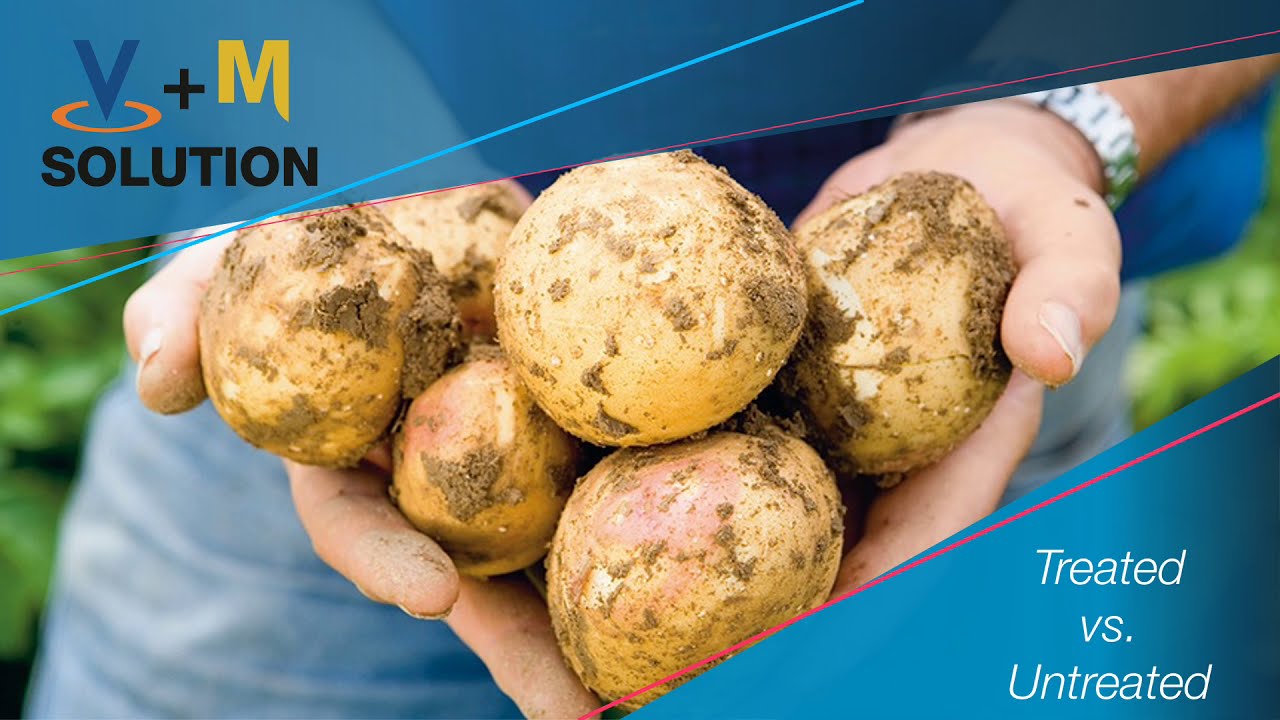 Crisp Potato Nematode Control Method Frontiers | Resisting Potato Cyst