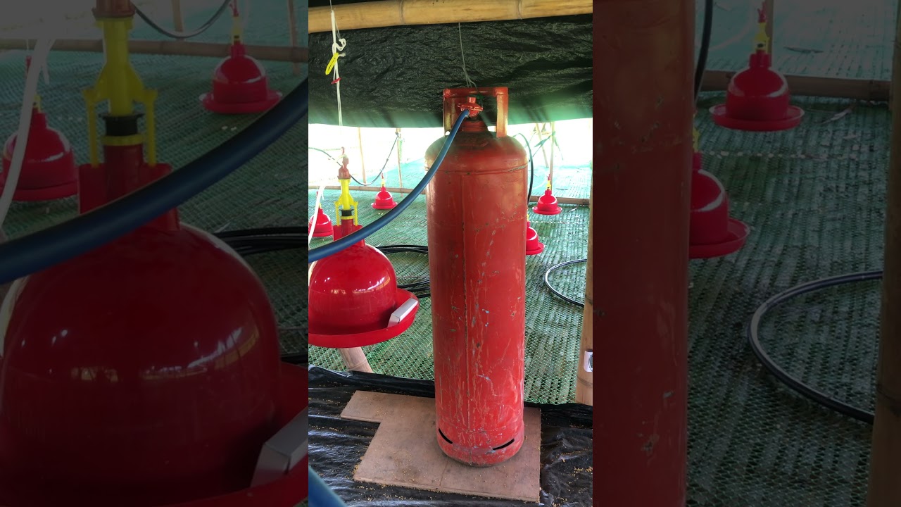 Gas Brooder vs Charcoal | Broiler |(Tagalog) - YouTube