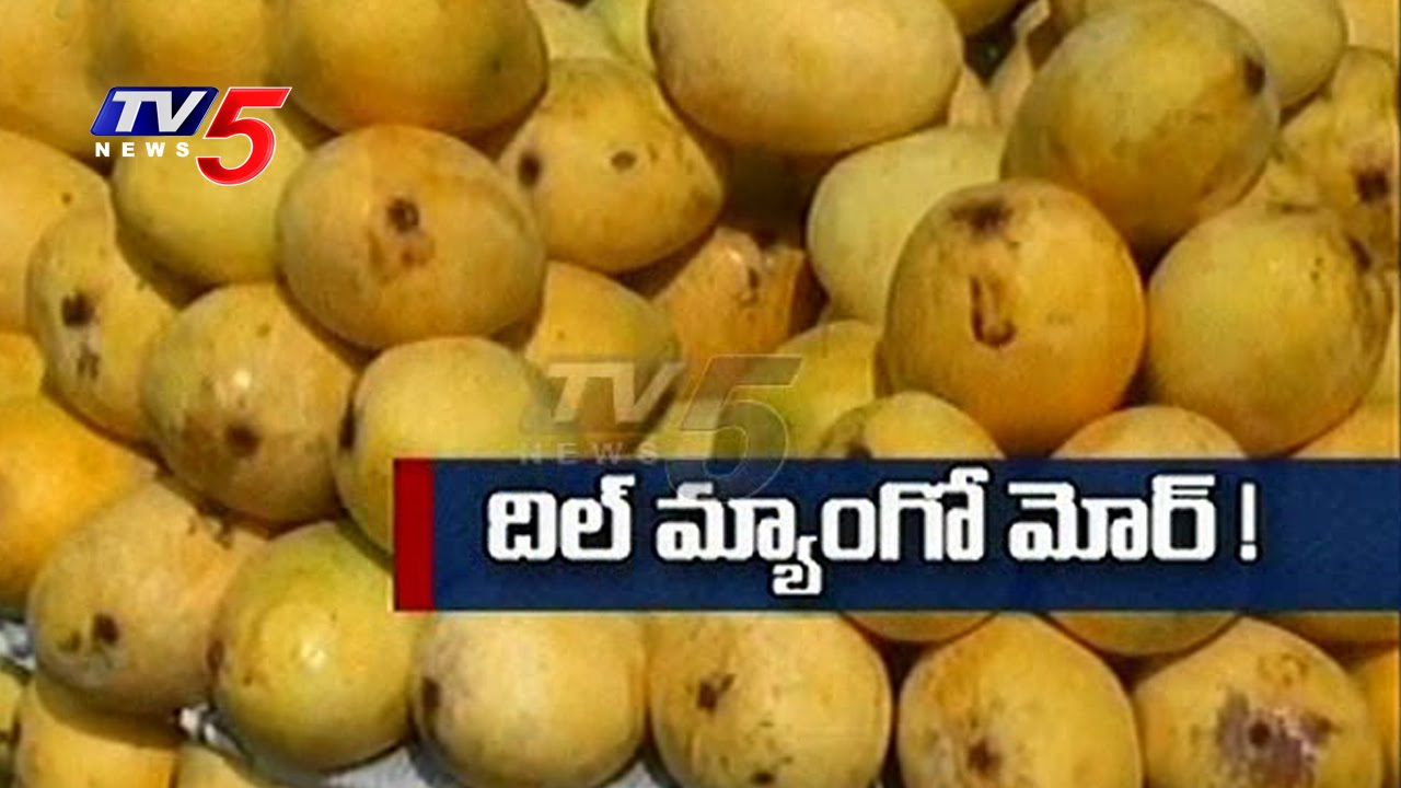Mango Farmers Concern Over Low Mango Prices | Middlemen Mafia ...