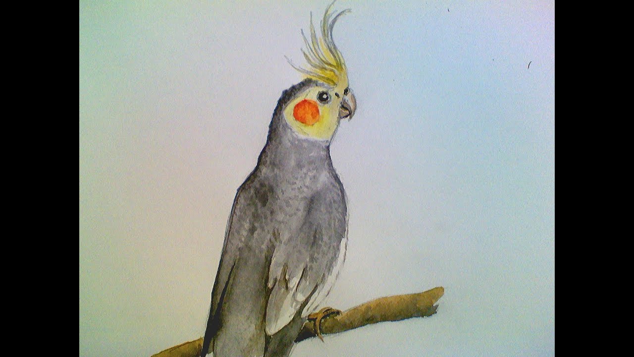 Cockatiel : Daily Art : Watercolor and Pencil : How to draw and paint a ...