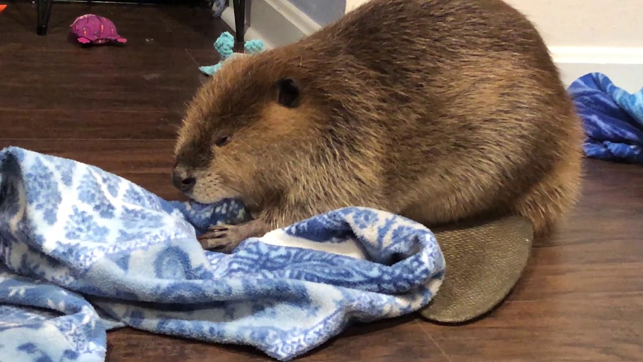 Just a beaver sleeping - YouTube