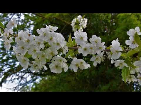 Loveliest of trees, the cherry now by A E Housman - YouTube