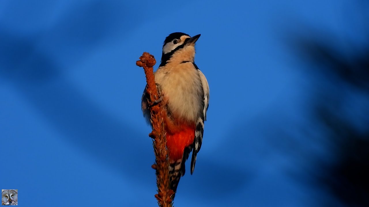 Great spotted woodpecker,Flaggspett,Большой пёстрый дятел,Pic épeiche ...