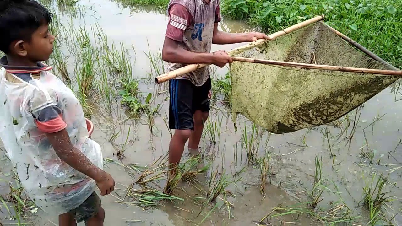 Small Boys Catching a Lot Of Small Fish By Net || Net Fishing || Expert ...