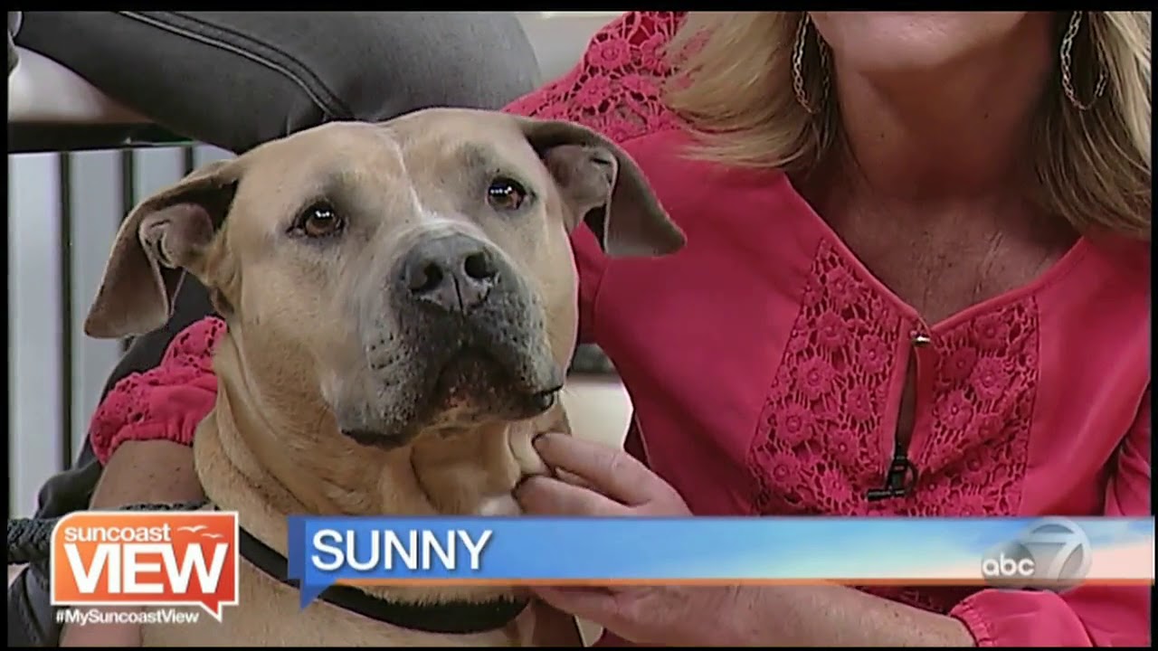 Sunny the Dog - YouTube