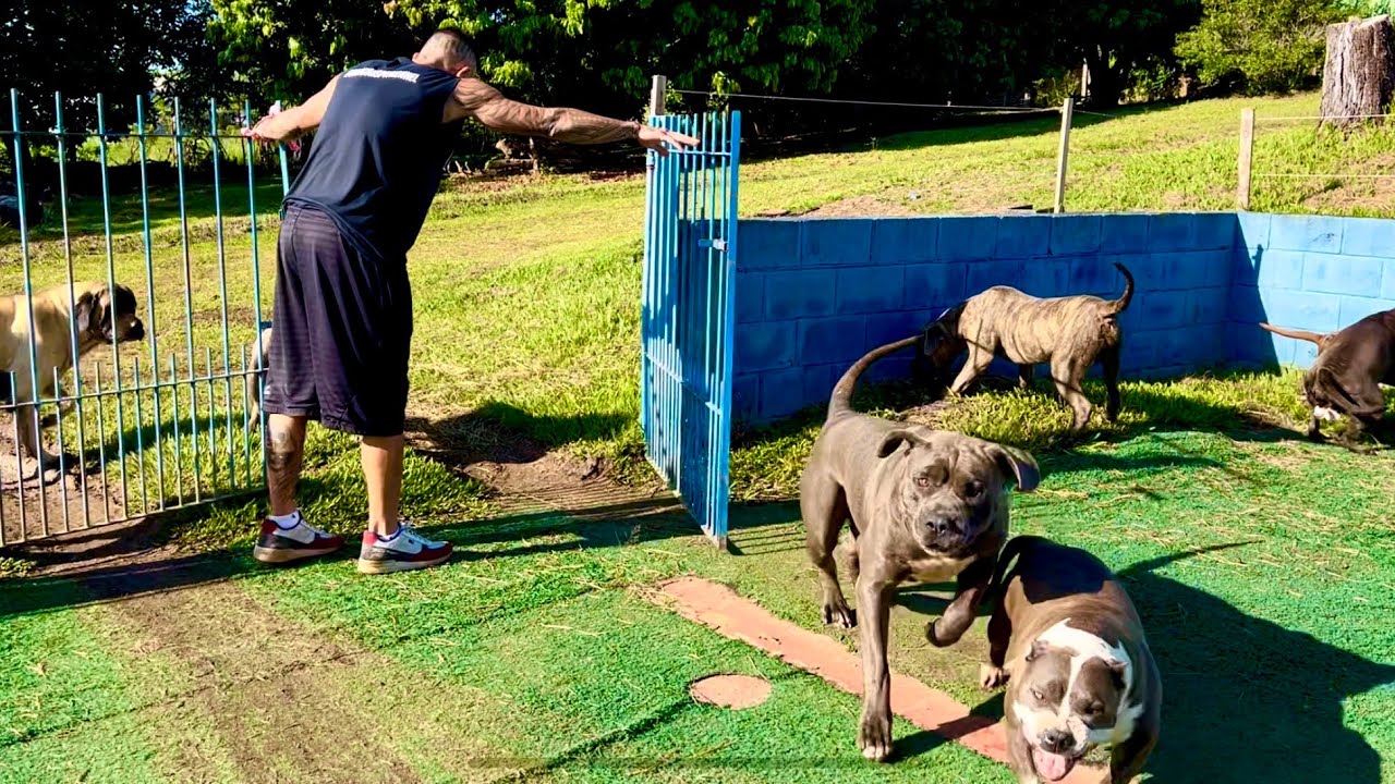 DPK Abre os portões dos Molossos - YouTube