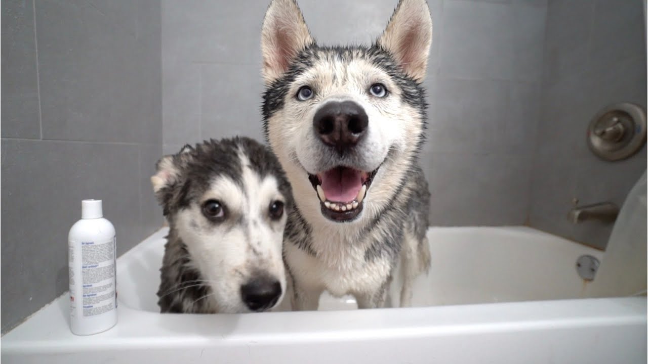 Husky Dad and Puppy Son Take Their First Bath Ever.. - YouTube
