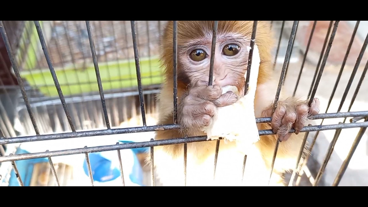 Cute rabbit and cat and monkey #moreviews #suport #erbil #kurdistan # ...