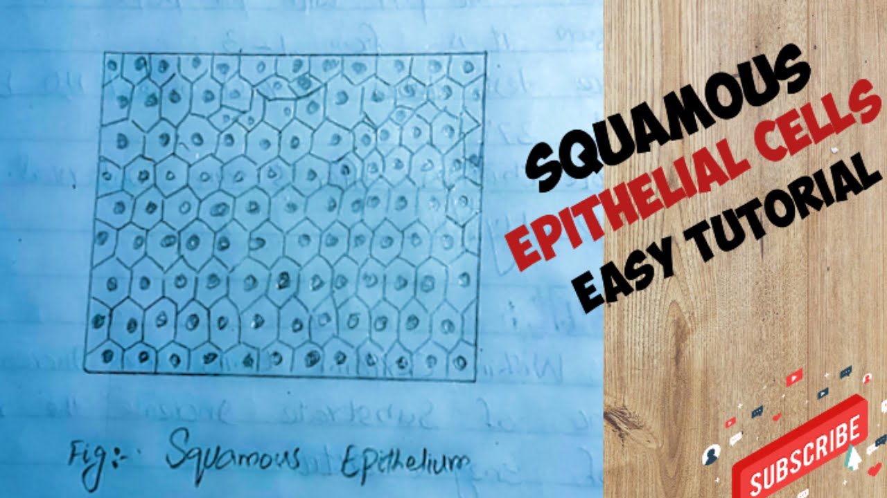 Squamous Epithelium|Frog's Epithelial Cells|Squamous Epithelial Tissue ...