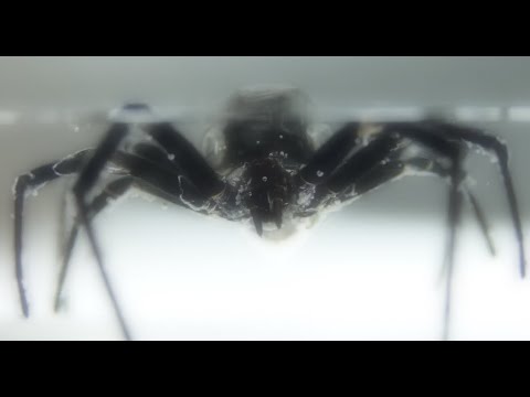 How To Preserve Insects In Epoxy