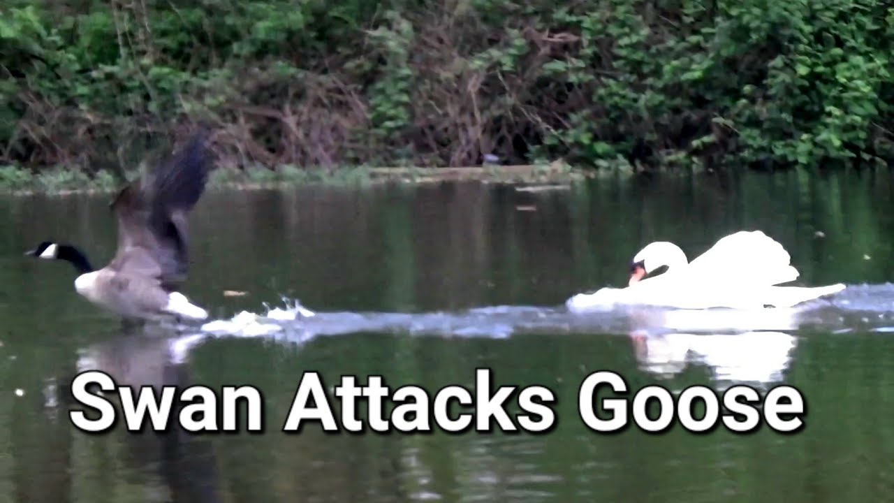 Swan Attacks Goose - YouTube