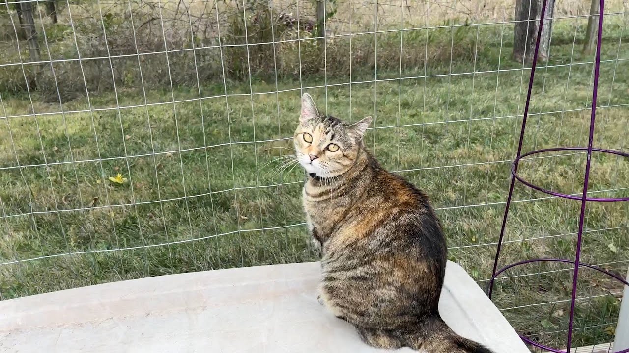 Fall gardening with Milo - YouTube