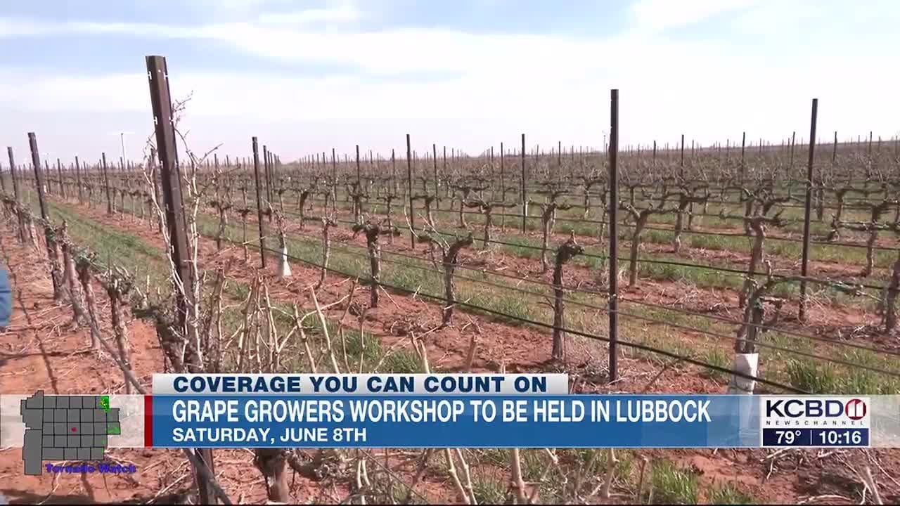 Grape growers workshop to be held in Lubbock on Saturday, Jun. 8 - YouTube