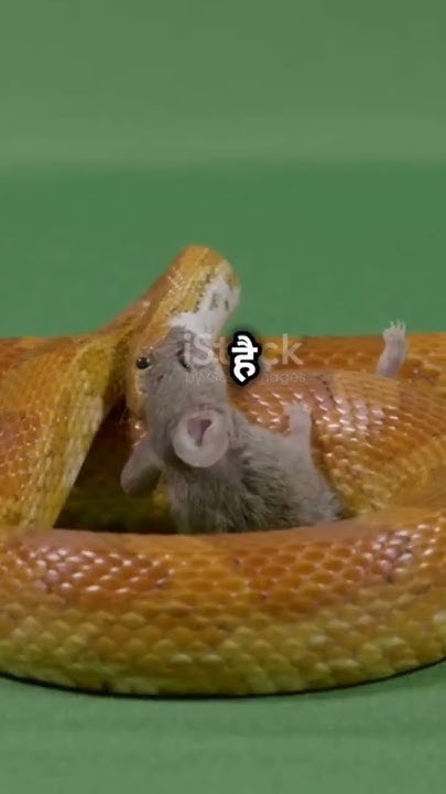 What happens snake eating man #shortvideo - YouTube