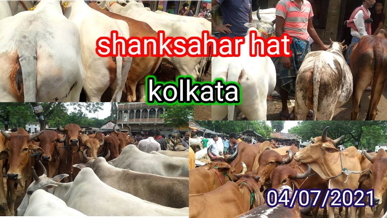 kolkata cheapest cow haat ! shanksahar haat ! kolkata cow market ! #cow ...