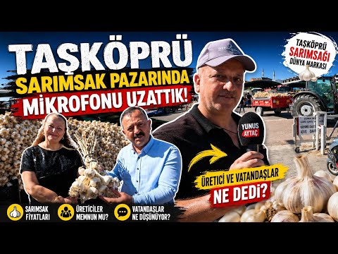 Taşköprü Sarımsağında Yeni Sezon! İlk Pazar ve İlk Röportajlar 