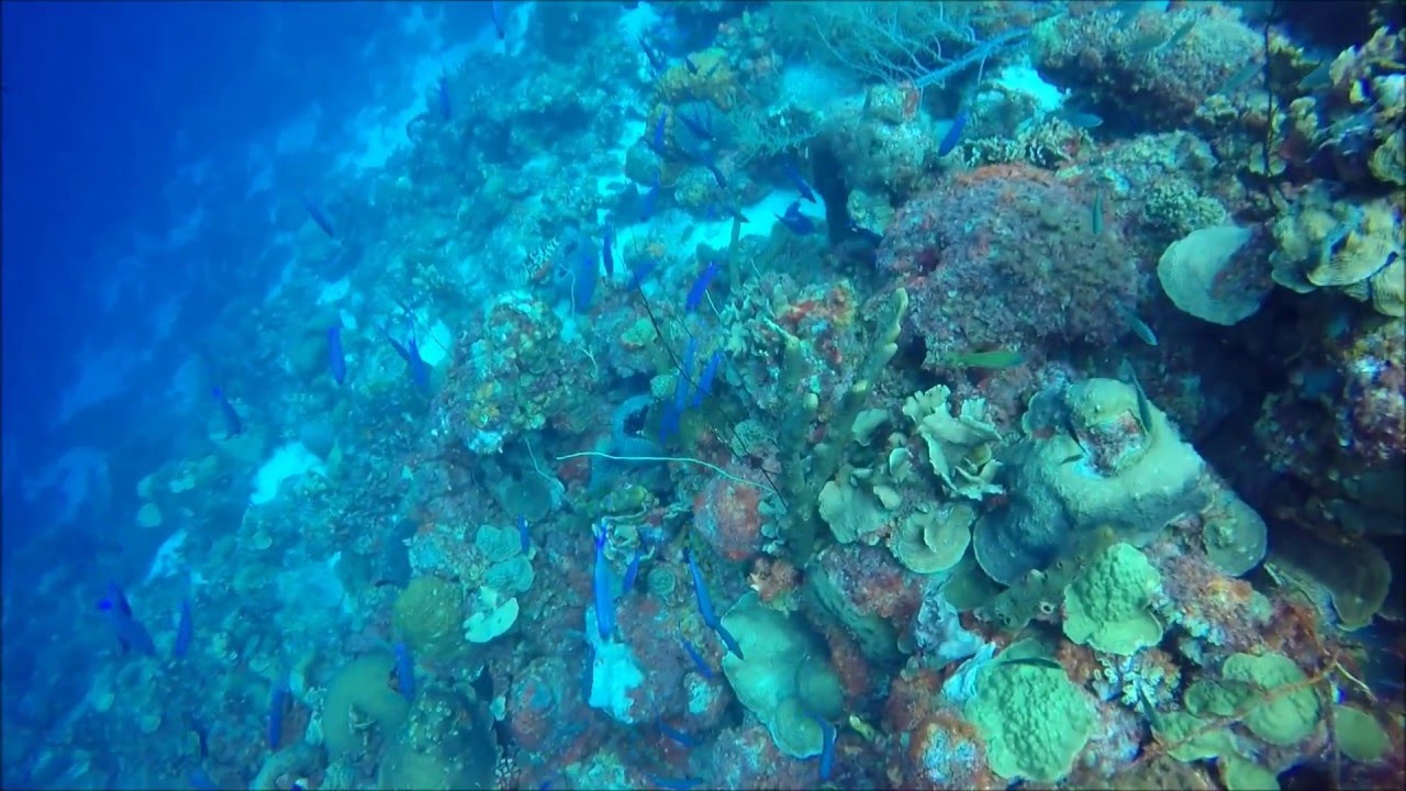 Curacao - Scuba Diving - April 2016 - YouTube