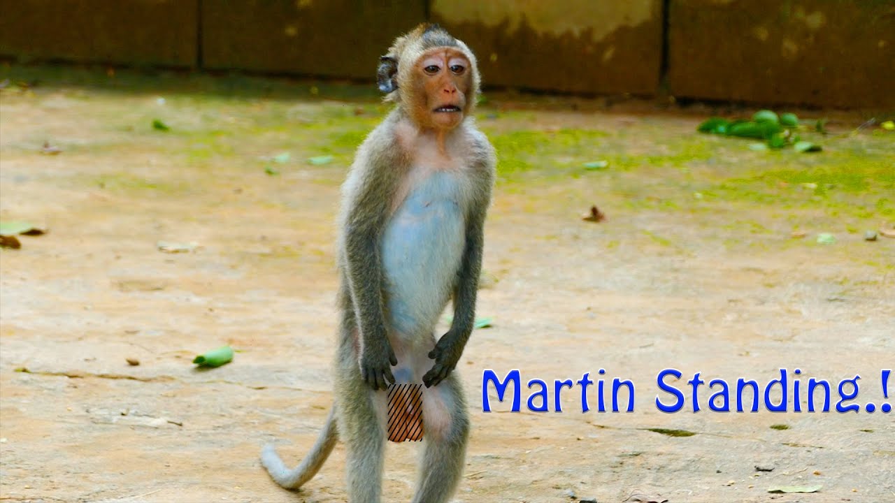 Good-looking...Orphan Martin Monkey Standing Handsomely - YouTube