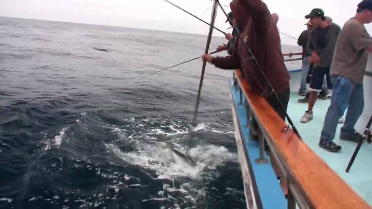 Aggressor-Cortes Bank Yellowtail and Offshore YellowFin Tuna - YouTube