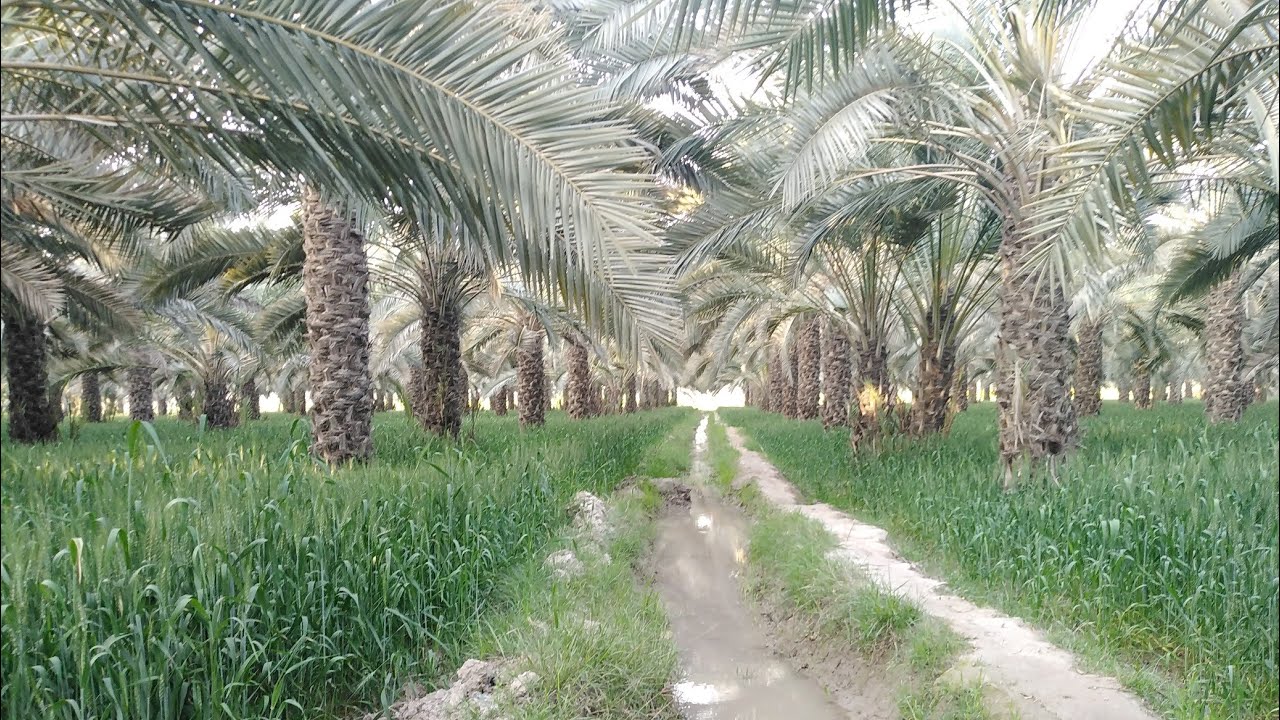 Beautiful scenery of date palm orchard || greenery || Relaxation ...