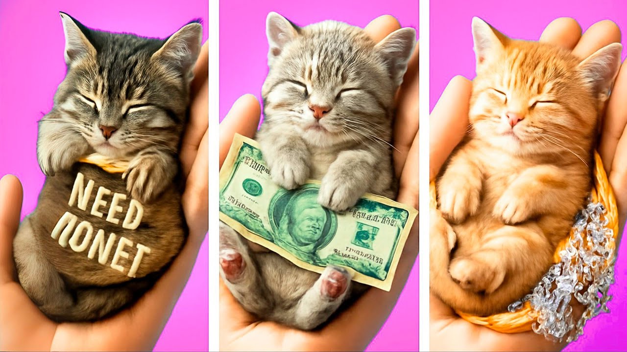 Secret Cat Surprise! Will Family Find Out About the Poor Hidden Kitty ...