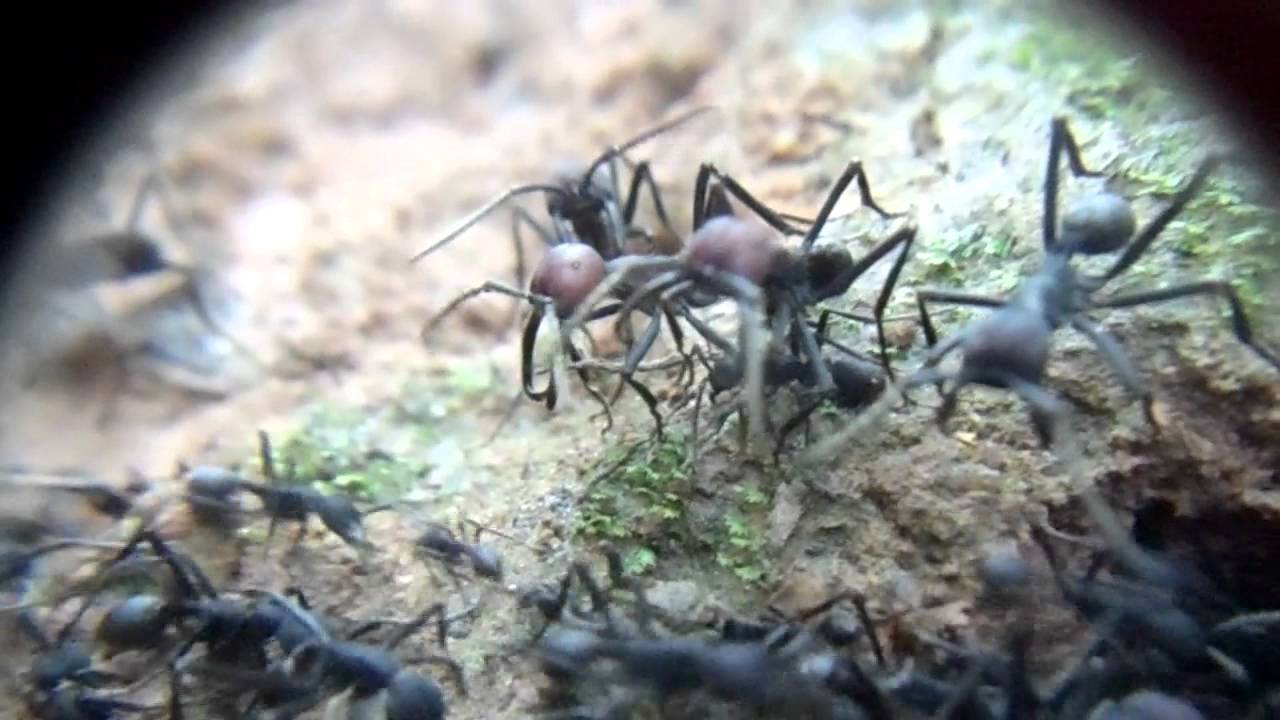 soldados de formiga - YouTube