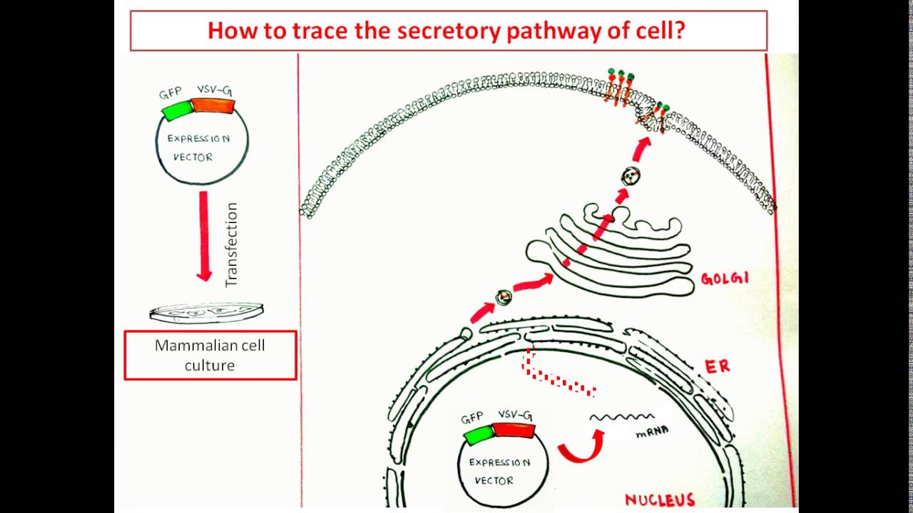The Pathway Of Secretory Proteins