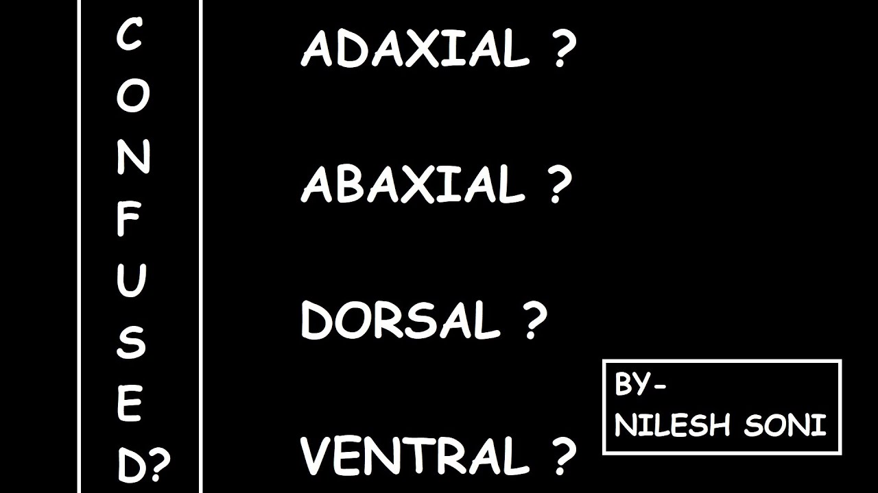 Amazing Trick For Dorsal Ventral Adaxial Abaxial Surfaces In Plants ...