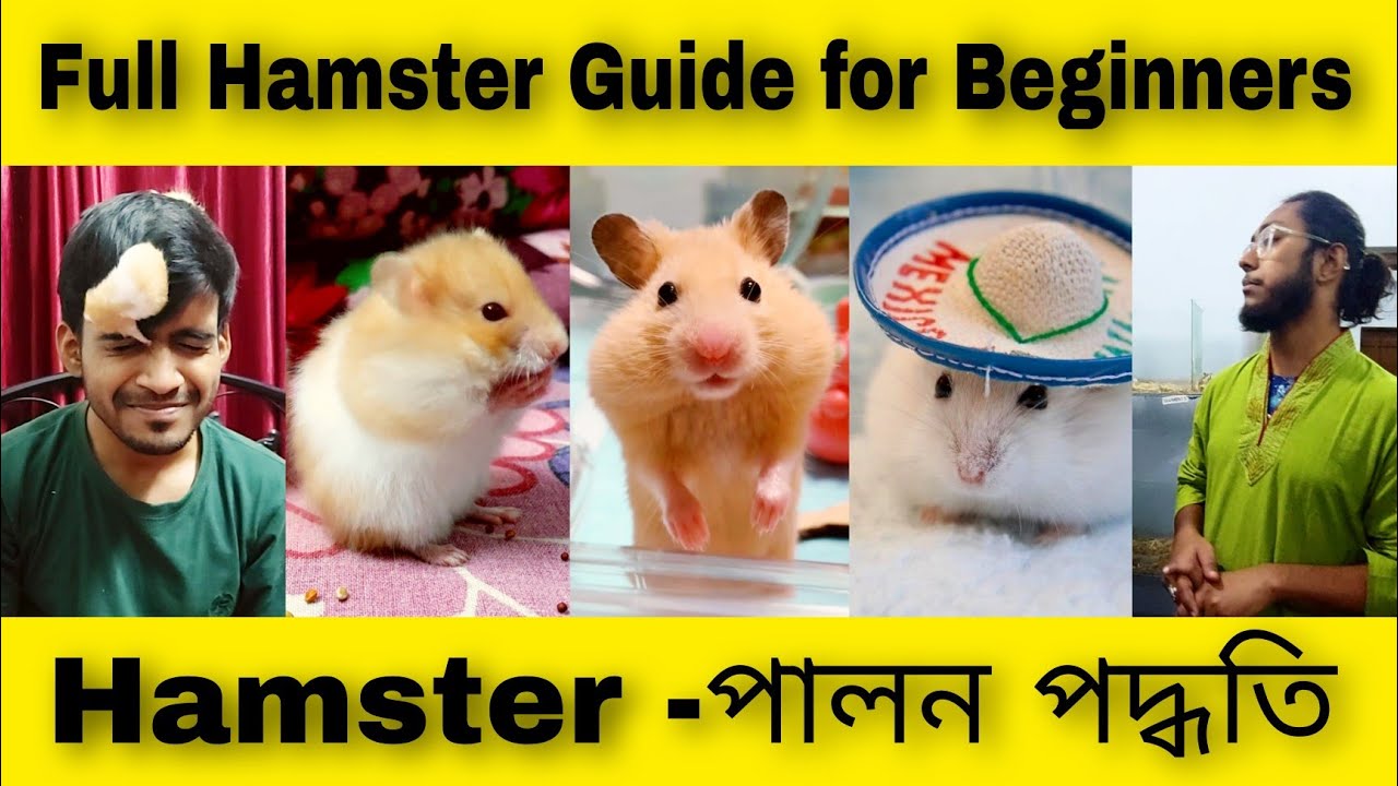 Hamster Guide for Beginners🐹 হ্যামস্টার পালন পদ্ধতি🐹Hamster Food and ...