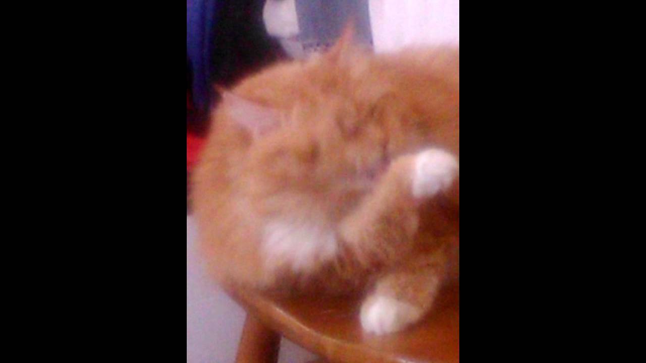 Adorable cat doing the dab to black eyed peas boom boom pow. - YouTube