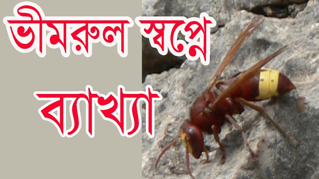 ভীমরুল স্বপ্নে দেখলে কি হয়,What happens when Bhimrul dreams,কিতাব থেকে ...