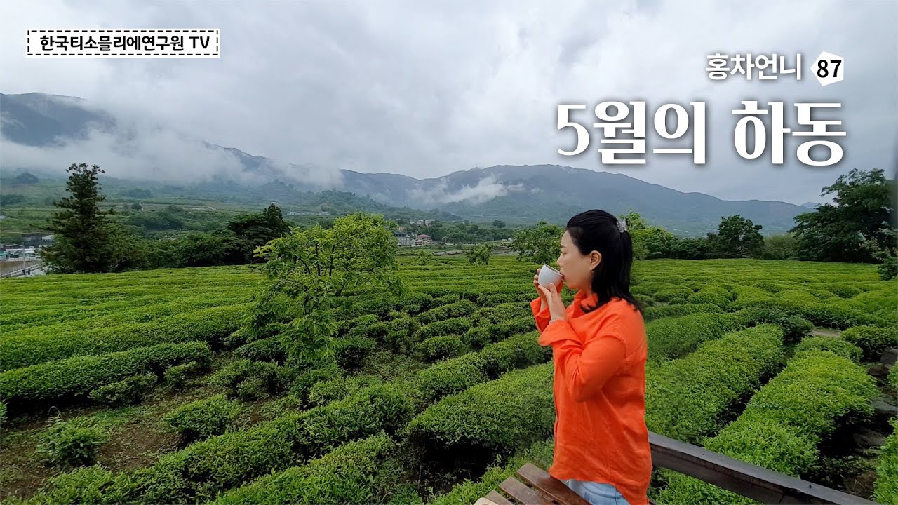 [Sub] 하동 브이로그 #홍차언니 하동 야생차 문화축제에 참가했어요 / Vlog. Hadong Wild Tea culture ...