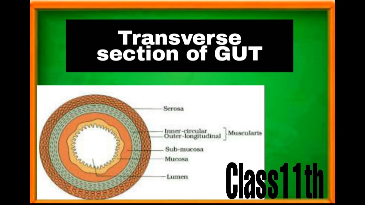 Transverse section of Gut (ALIMENTARY CANAL)/EDU DEEKSHA - YouTube