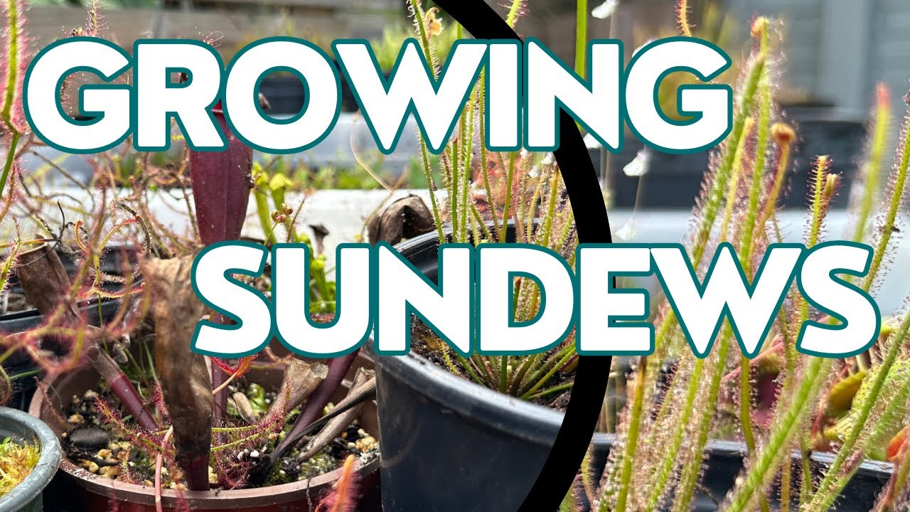 Growing Sundews: An Easy Guide to Growing Easy To Care For Plants ...