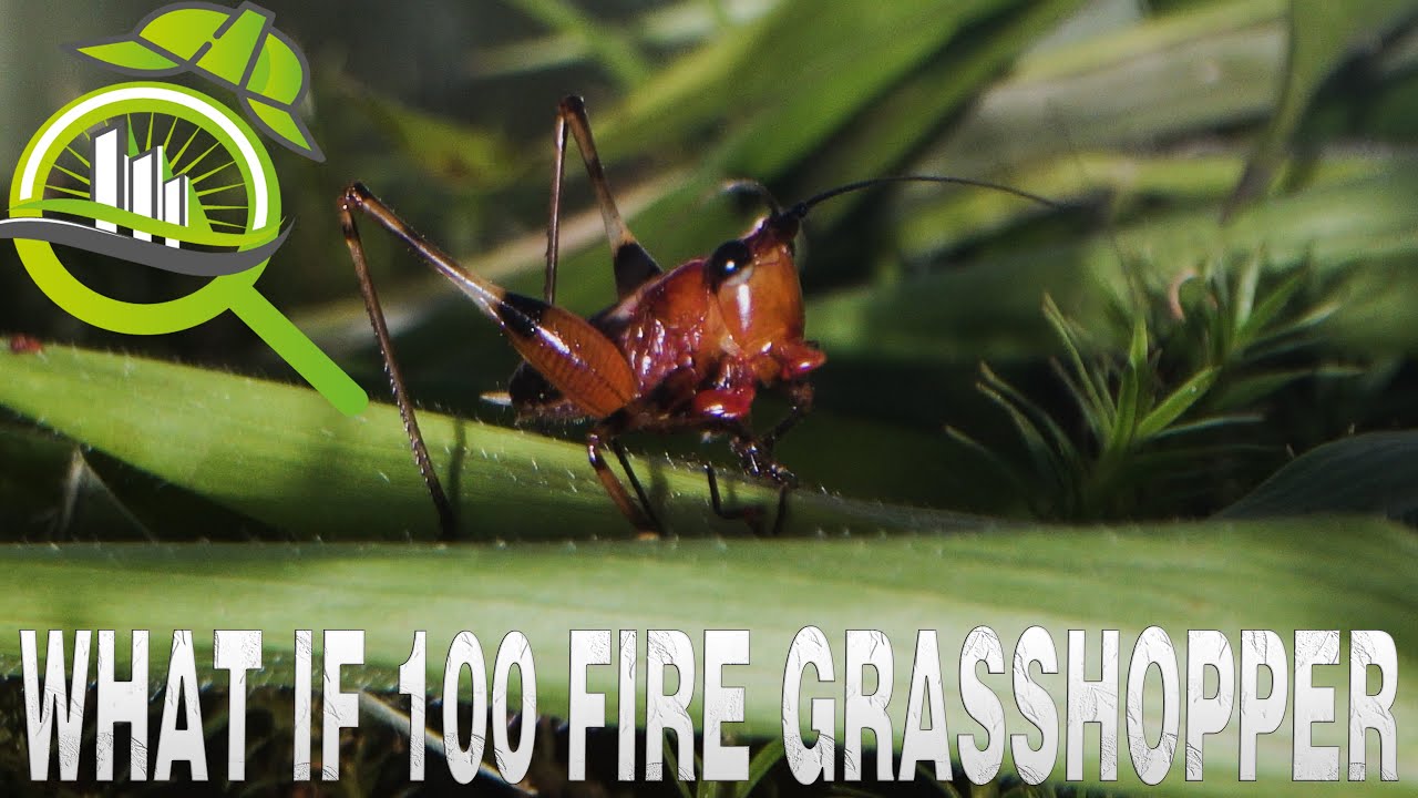 What If 100 Fire Grasshoppers - A Cannibalistic Insects - YouTube