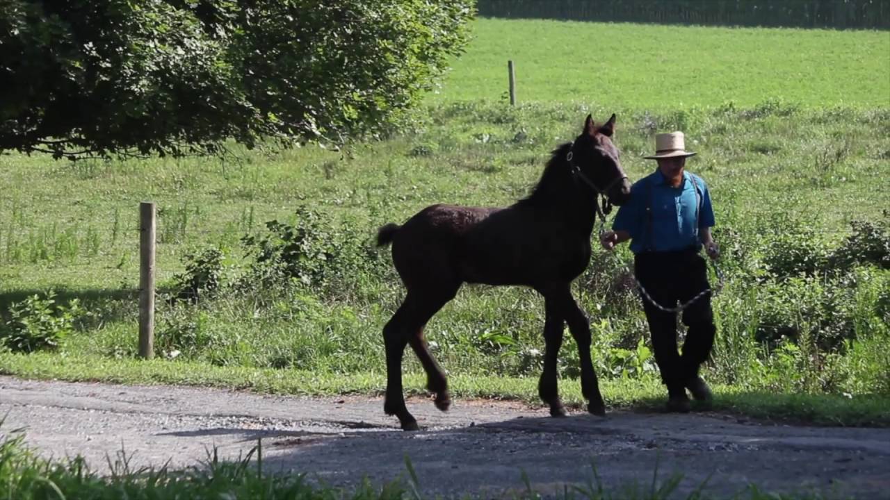 Todd, Percheron Yearling Stud Colt - YouTube