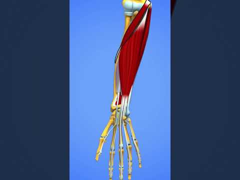 LES MUSCLES DE L'AVANT-BRAS #muscle #anatomie #corpshumain