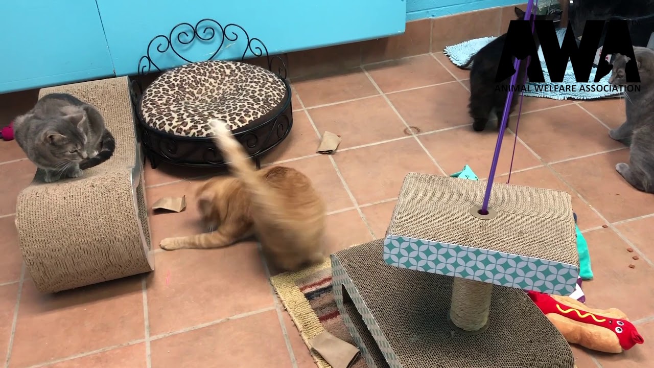 Community Cat Room Cats Having Fun | Cats for Adoption | Animal Welfare ...