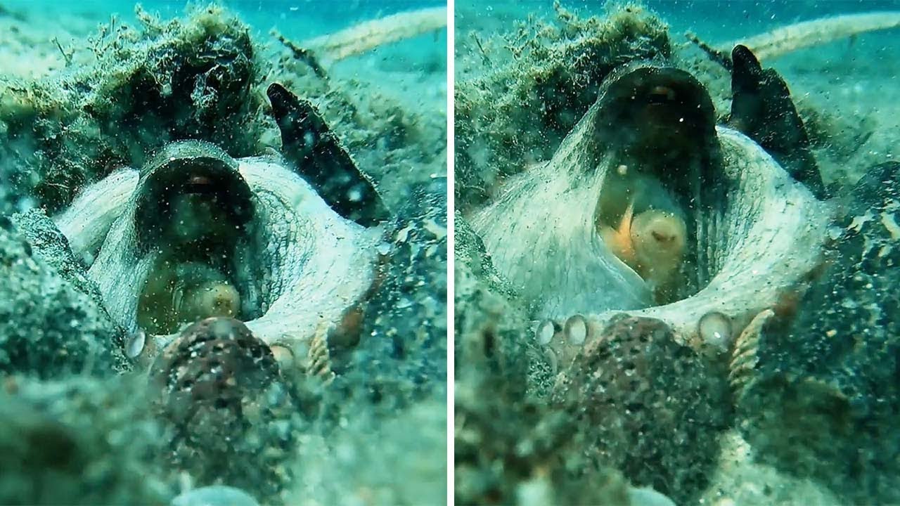 Octopus Caught Shooting Sand From Its Siphon - YouTube