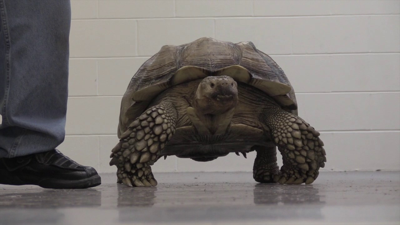 Spike the Tortoise walks again in Louisville - YouTube