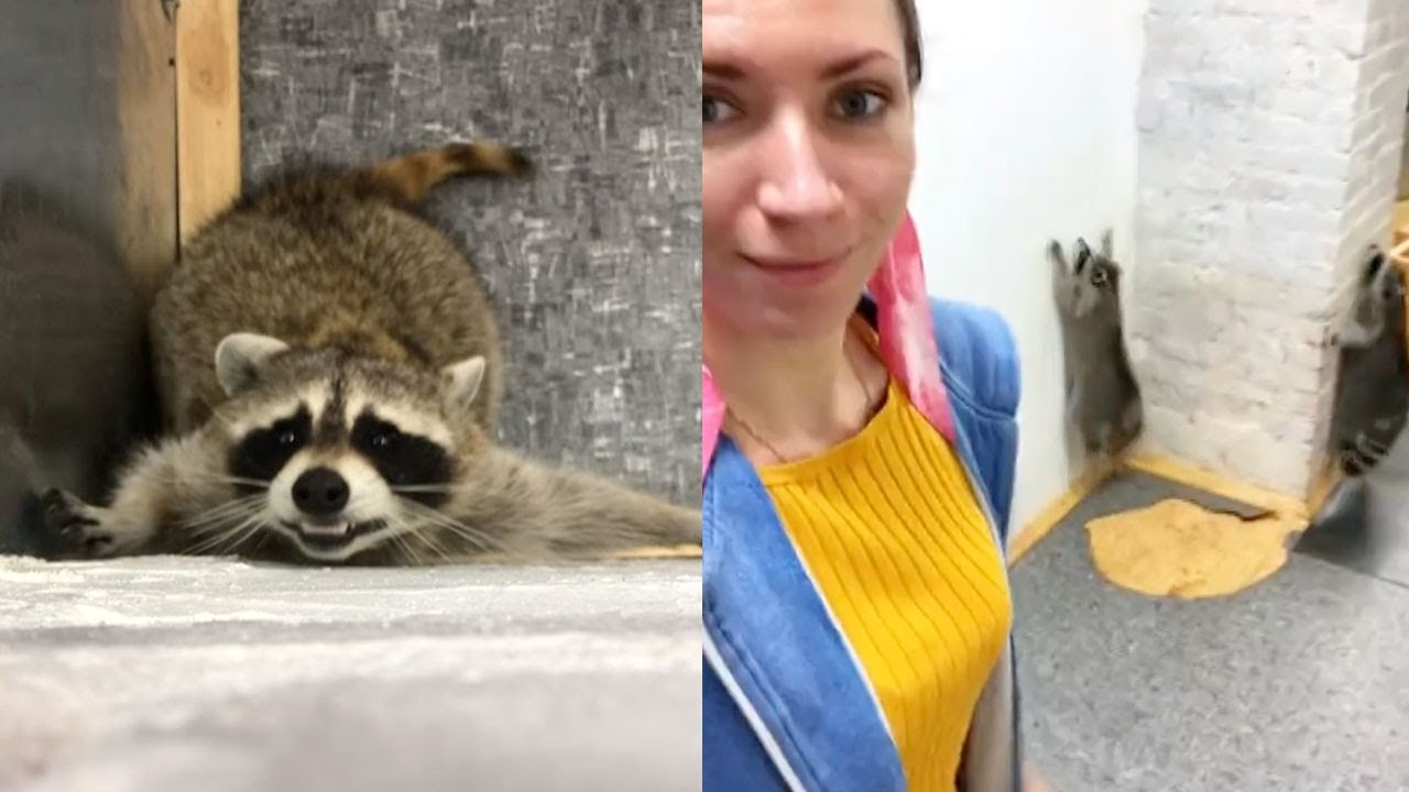 Excited Raccoons Dance Against Wall - YouTube